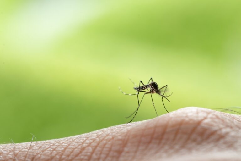 Como matar mosquitos: dicas para manter a casa livre deles
